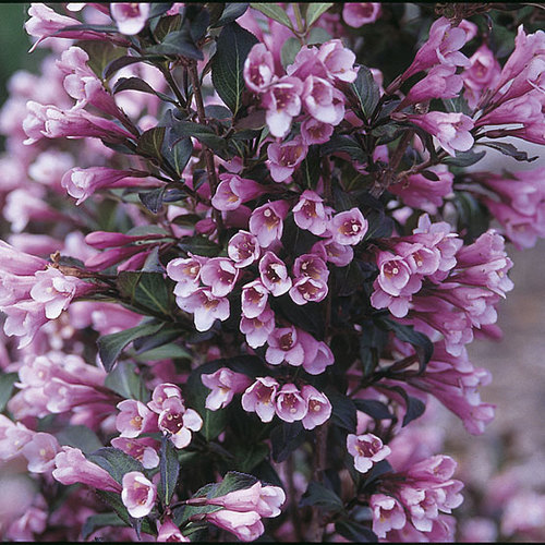 Weigela - FineGardening