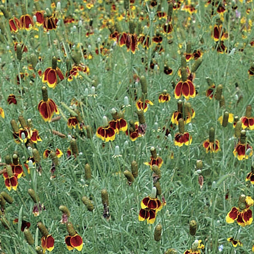 Ratibida - FineGardening