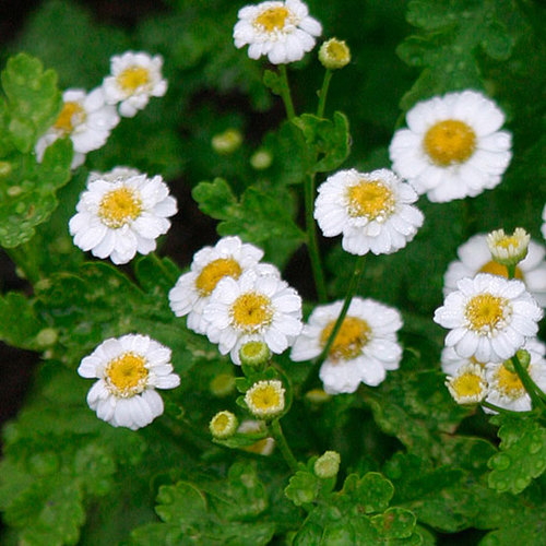 Tanacetum - FineGardening