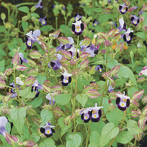 Torenia - FineGardening