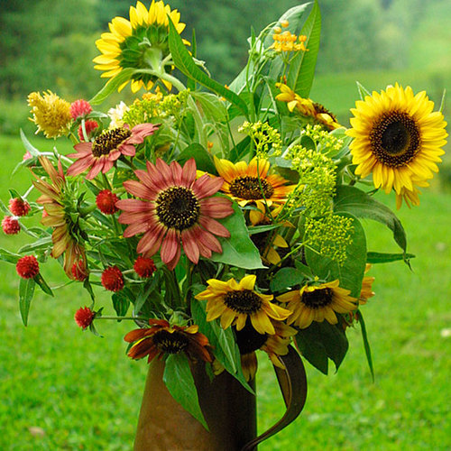Helianthus - FineGardening