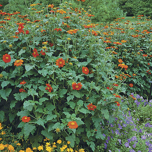 Tithonia - FineGardening