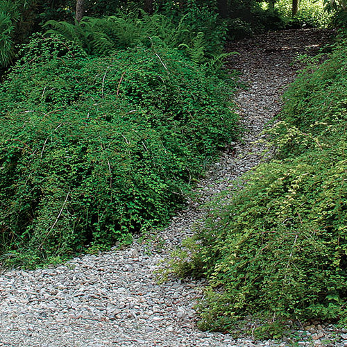 Stephanandra - FineGardening