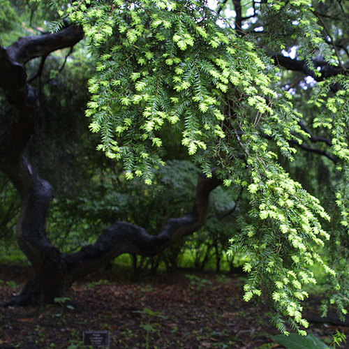 Tsuga - FineGardening