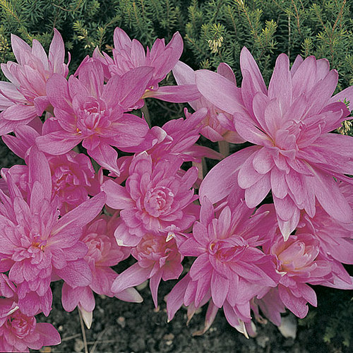 Colchicum - FineGardening