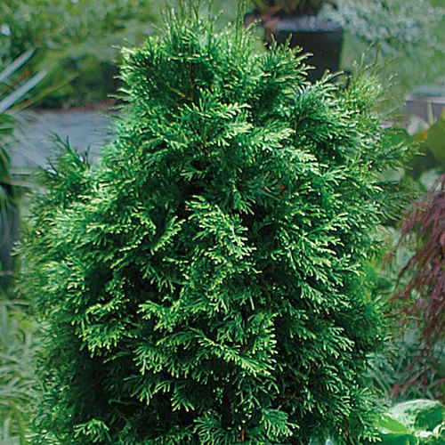 Thuja - FineGardening