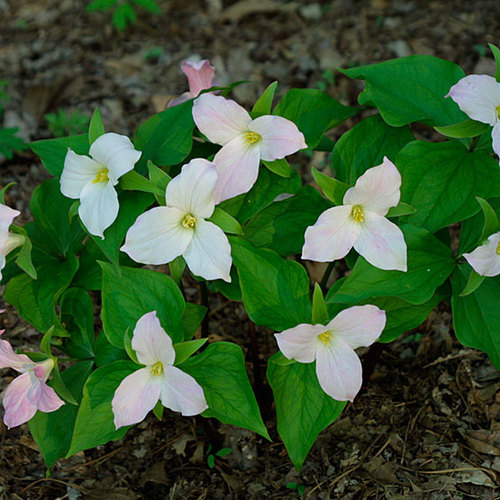 Trillium - FineGardening
