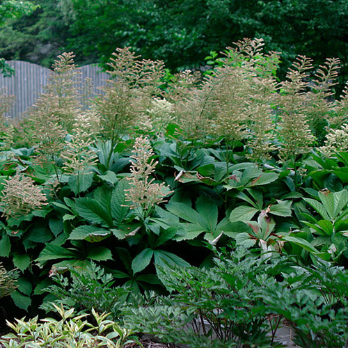 Rodgersia - FineGardening