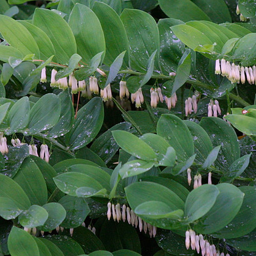 Polygonatum - FineGardening