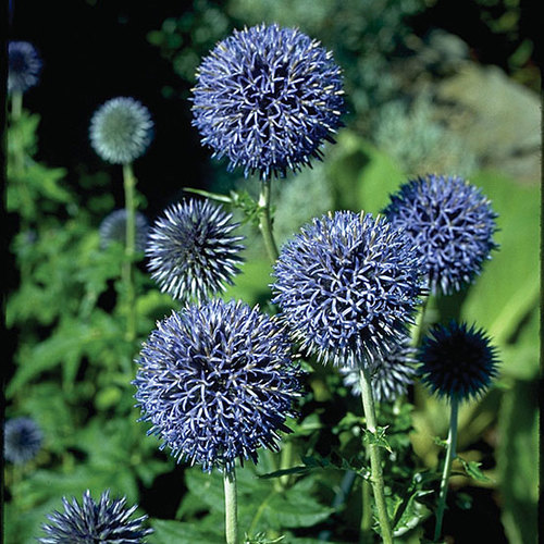 Echinops - FineGardening
