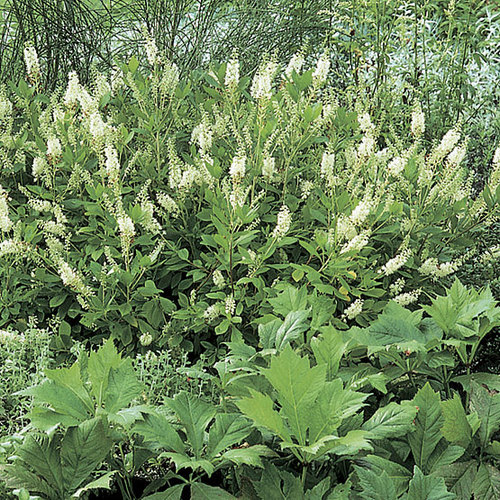 Clethra - FineGardening