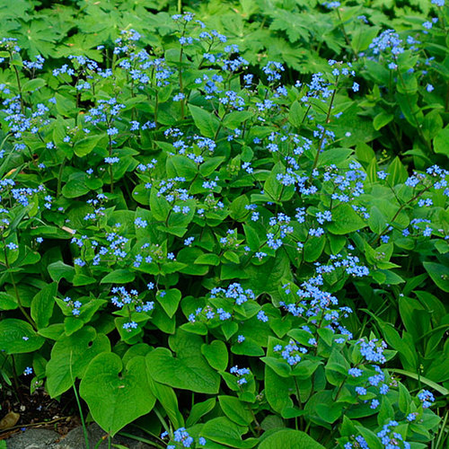 Brunnera - FineGardening