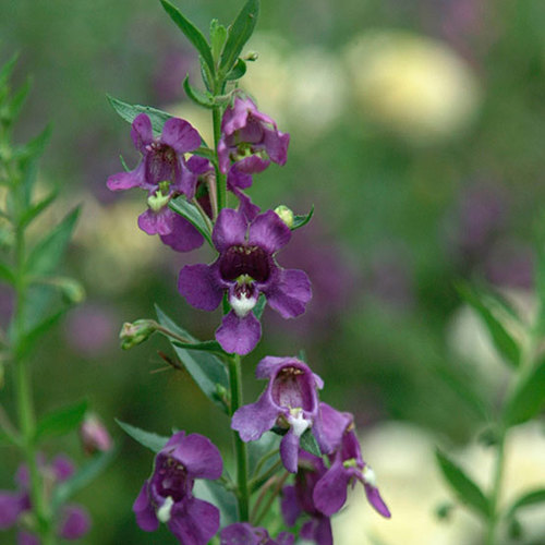 Angelonia - FineGardening