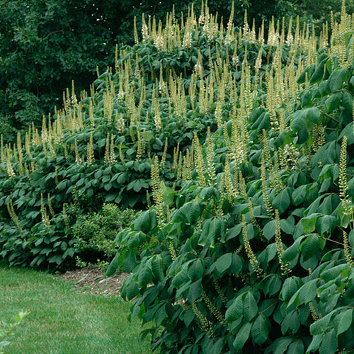 Aesculus - FineGardening