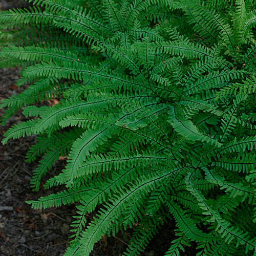 Adiantum - FineGardening