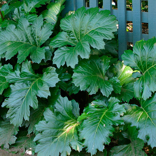Acanthus - FineGardening