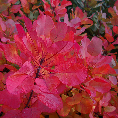 Cotinus - Fine Gardening