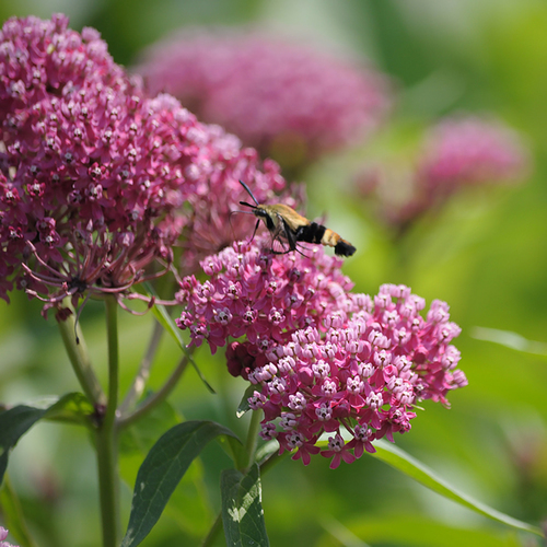 Red milkweed - FineGardening