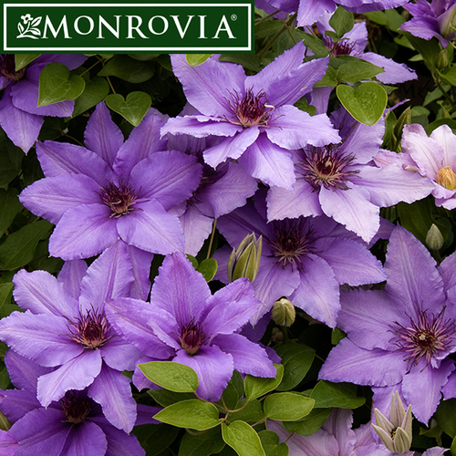 Boulevard Parisienne Clematis - FineGardening