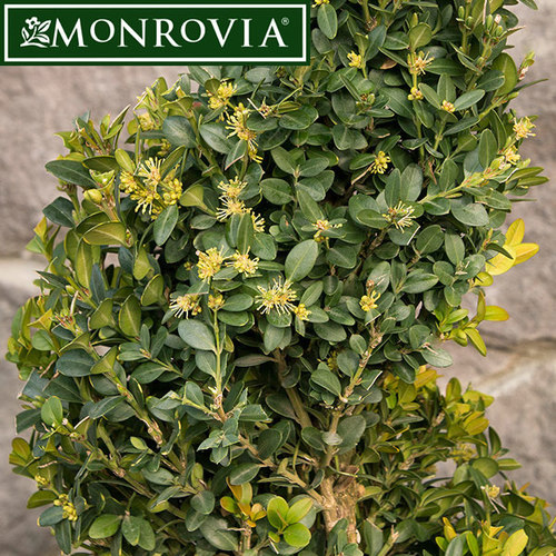 Green Tower Boxwood - FineGardening