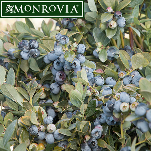 Bountiful Blue Blueberry - FineGardening