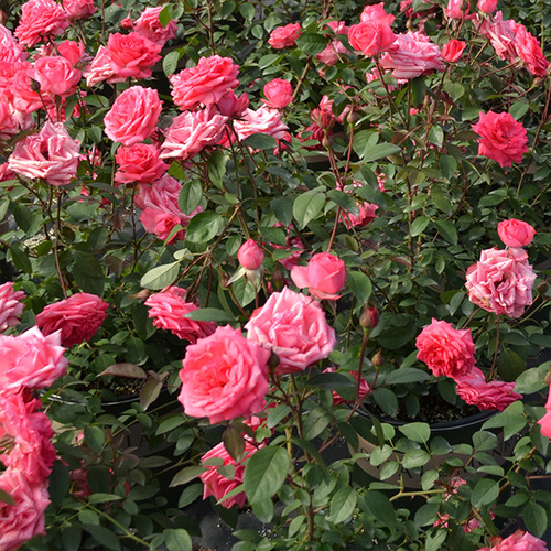 Tahitian Treasure Rose - FineGardening