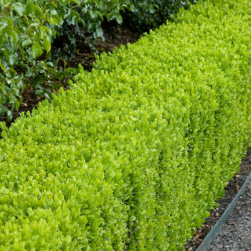 Green Tower Boxwood - FineGardening
