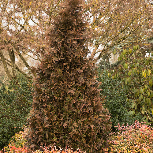 Tiny Tower - FineGardening