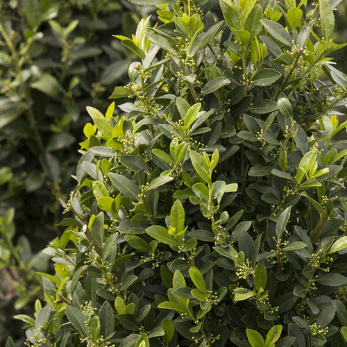 Emerald Colonnade® Holly - FineGardening