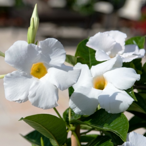 Sun Parasol Giant White - FineGardening