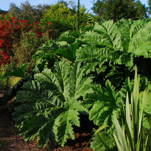 Chilean Prickly Rhubarb - FineGardening