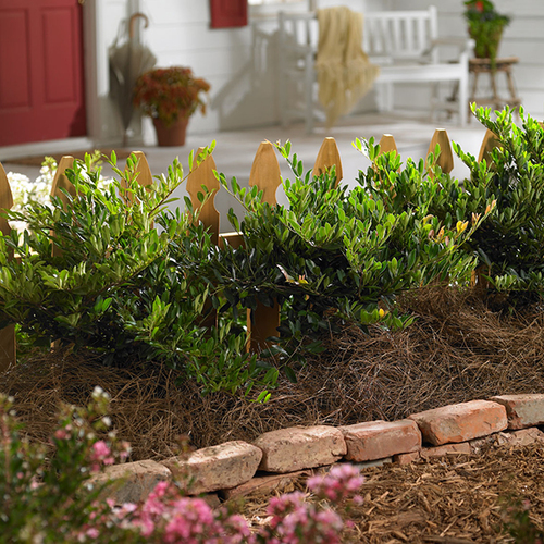 Blue Enchantress® Hydrangea - FineGardening
