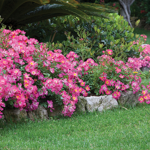'Pink Drift' Rose - FineGardening