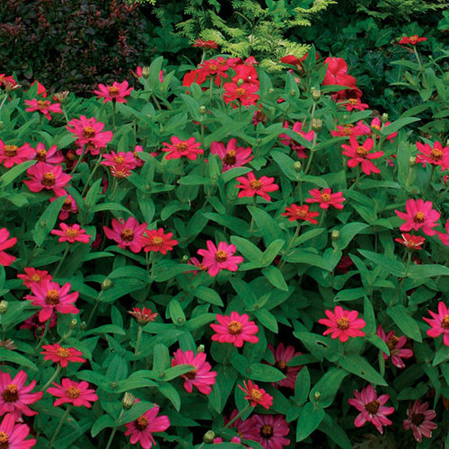 Profusion Series zinnia - FineGardening
