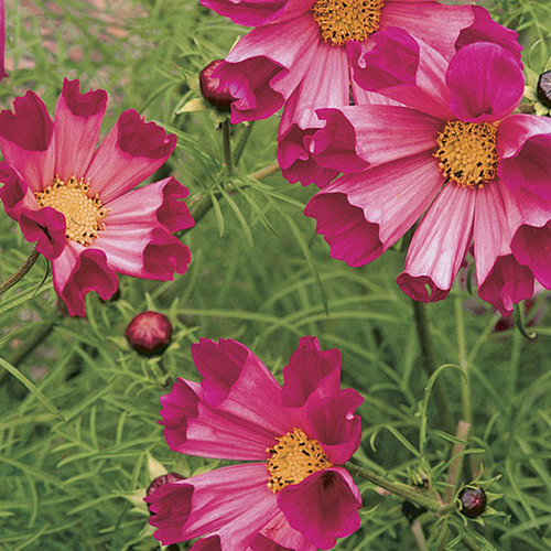 ‘Sea Shells’ cosmos - FineGardening