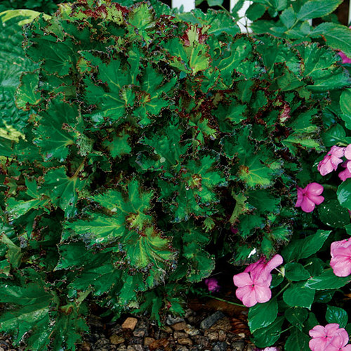 'River Nile' Rex begonia - FineGardening
