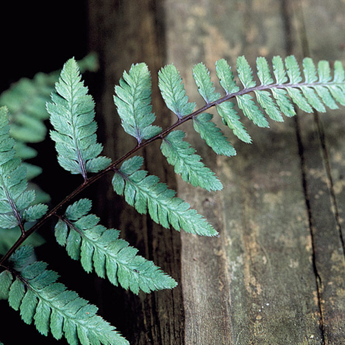 Athyrium - Fine Gardening