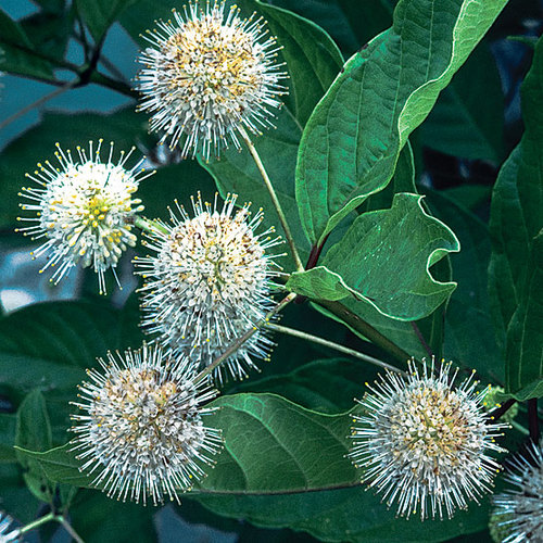 Chinese buttonbush, glossy adina - FineGardening