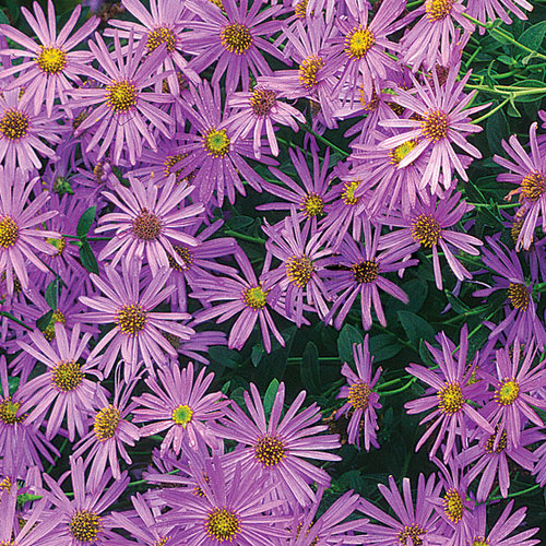 ‘October Skies’ aromatic aster - Fine Gardening