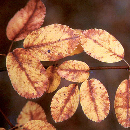 'Regent' serviceberry - FineGardening