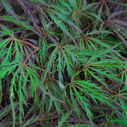 ‘Amber Ghost’ Japanese maple - Fine Gardening