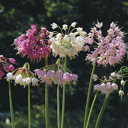 Nodding onion - FineGardening