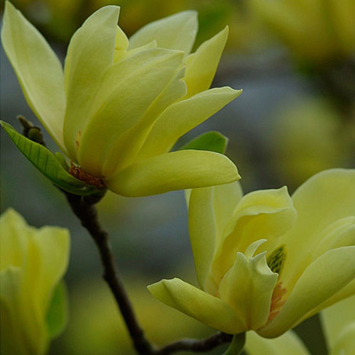 ‘Butterflies’ magnolia - FineGardening