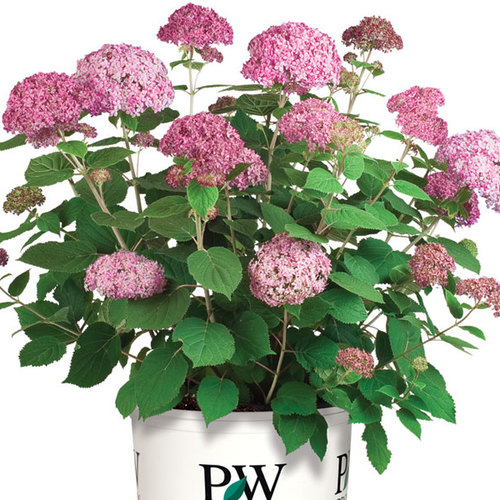 Invincibelle® Spirit smooth hydrangea - FineGardening