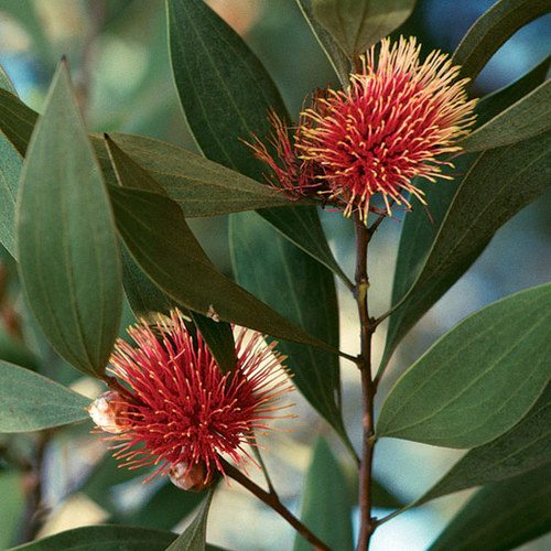 Pincushion hakea - FineGardening