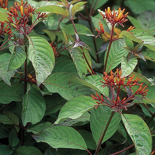Mexican fire bush - FineGardening