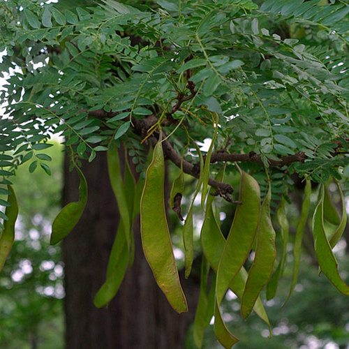 ‘Frisia’ golden locust - FineGardening