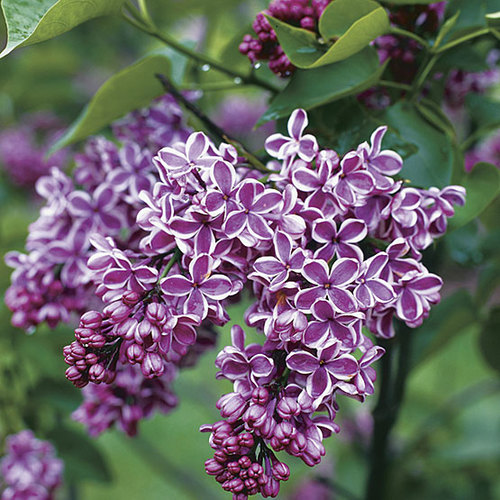 Moscow Beauty lilac - Fine Gardening