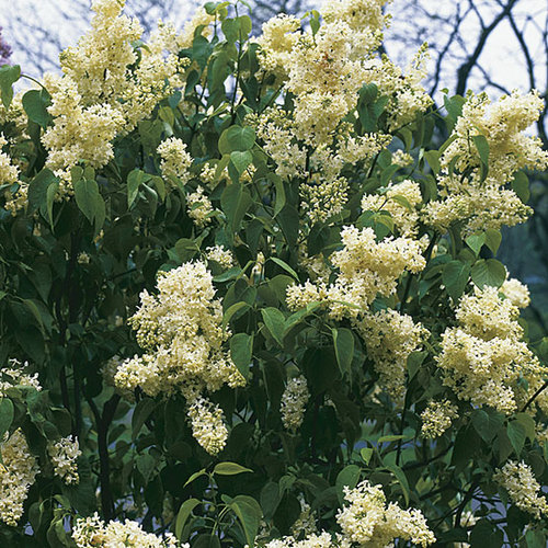 ‘Primrose’ lilac - FineGardening