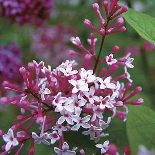 'Superba' littleleaf lilac - FineGardening